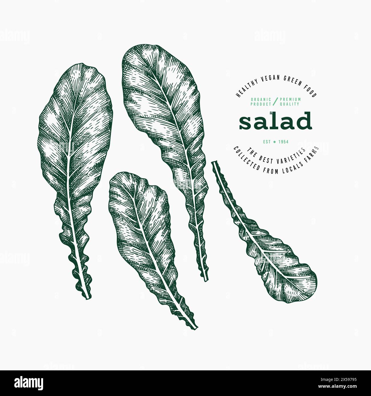 Vintage Style Turnip Greens Illustration. Green Vegetable Illustration ...