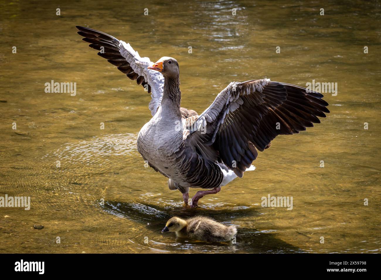 A Greylag goose with spread wings in a pond in Sussex, with a gosling ...
