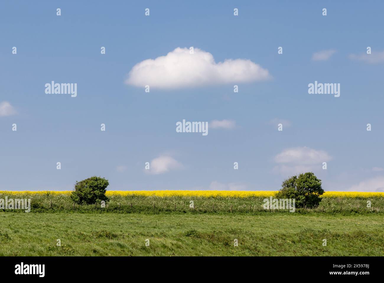 A rural Sussex view with a rapeseed field behind a green field, and a ...