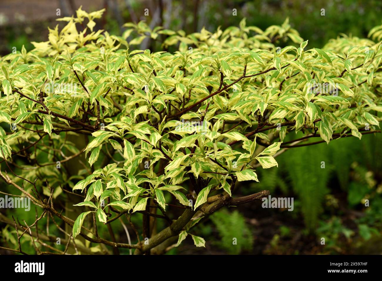Wedding cake tree hi-res stock photography and images - Alamy