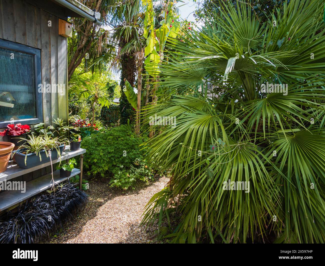 Spring garden scene in a Plymouth, UK exotic garden with hardy palms ...