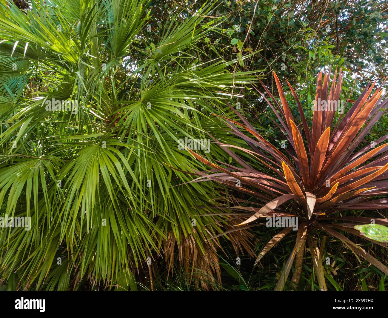 Foliage contrast in an exotic garden of European fan palm, Chamaerops ...
