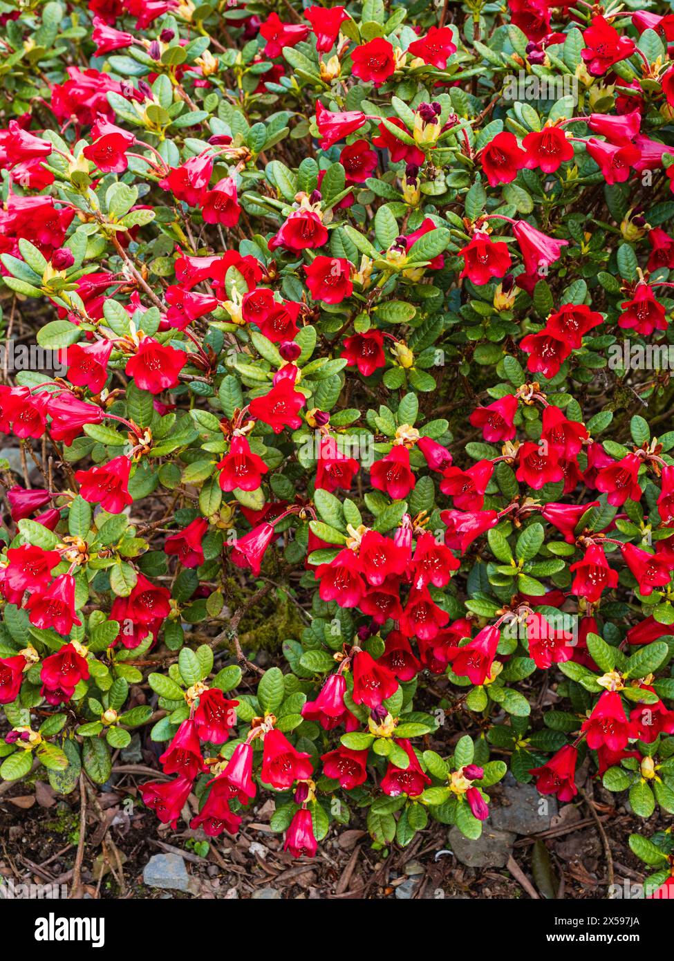 Red spring flowers of the dwarf mounding evergreen hardy shrub ...