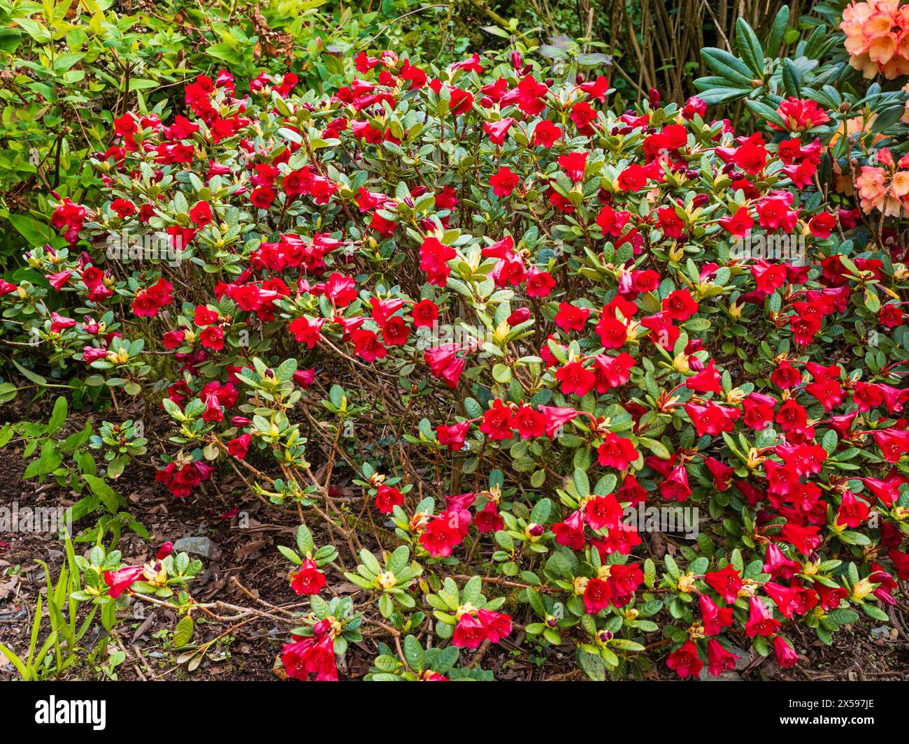 Red spring flowers of the dwarf mounding evergreen hardy shrub ...