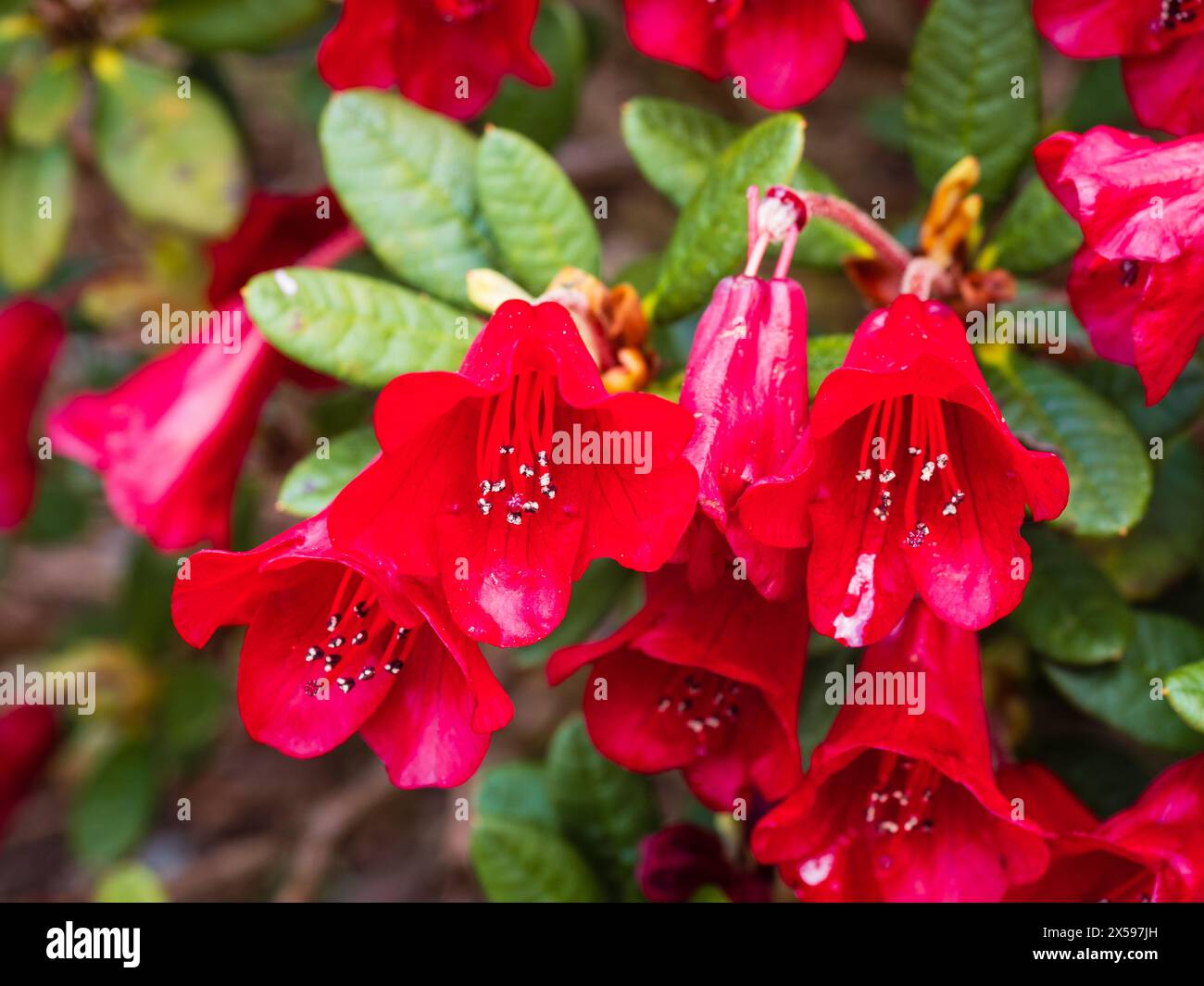 Red spring flowers of the dwarf mounding evergreen hardy shrub ...