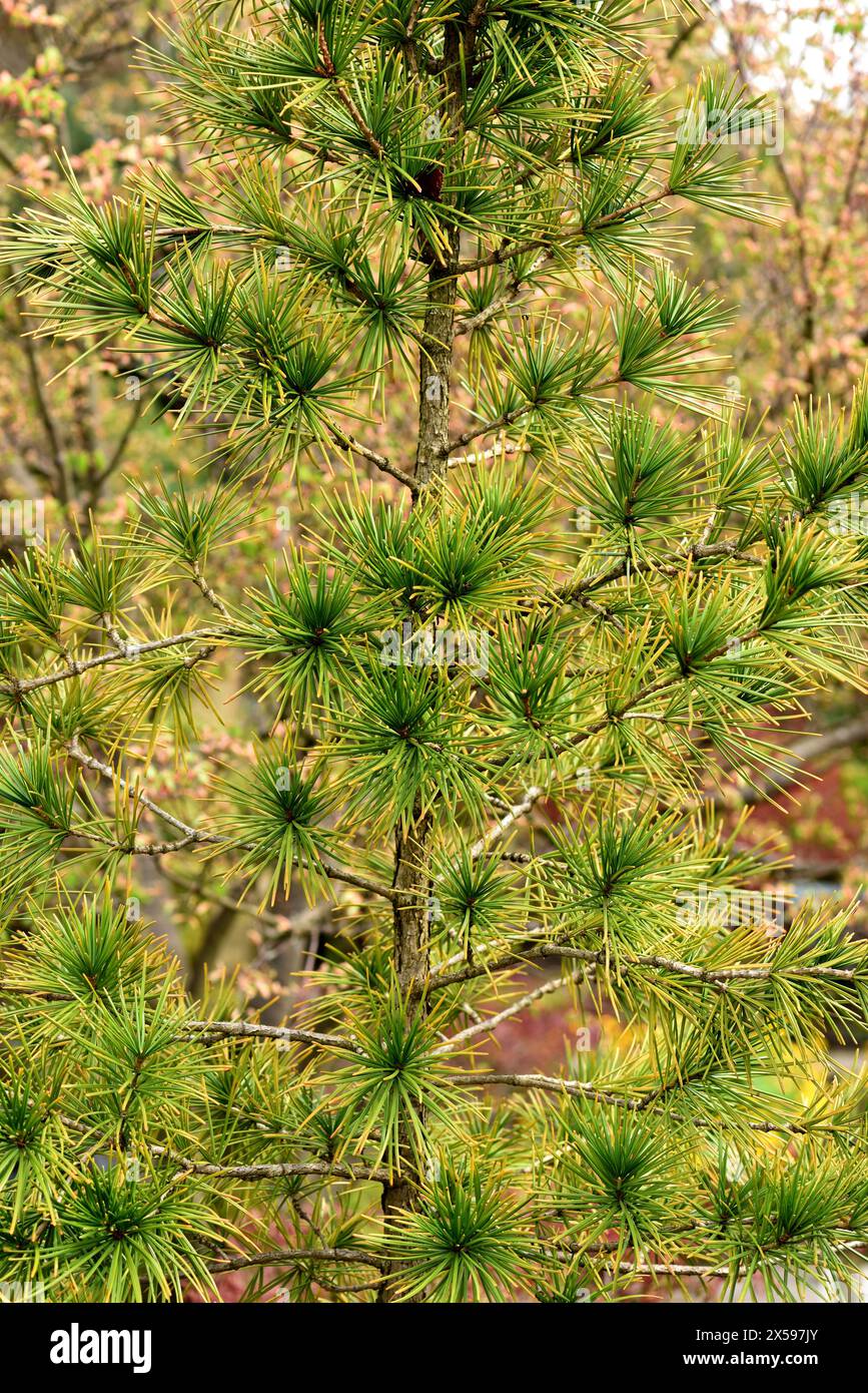 A Japanese Umbrella Pine Stock Photo - Alamy