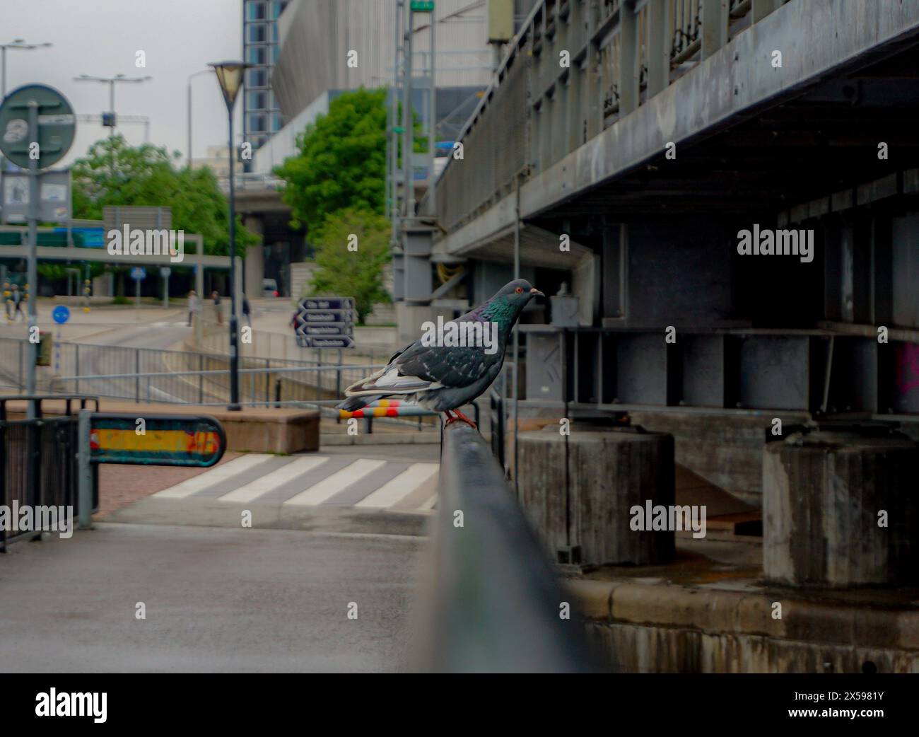 Pigeon sits on railing hi-res stock photography and images - Alamy