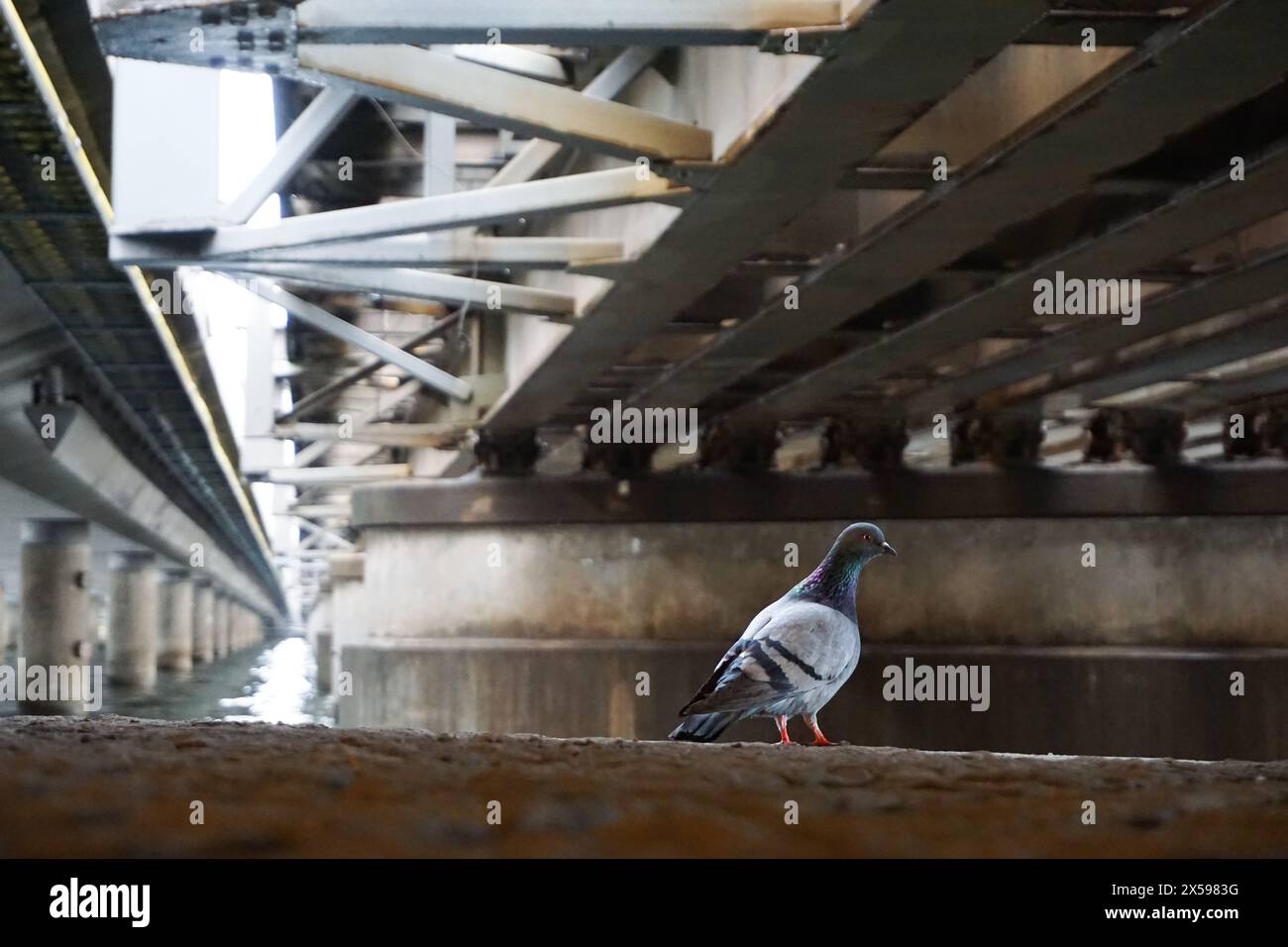 Pigeon under bridge hi-res stock photography and images - Alamy