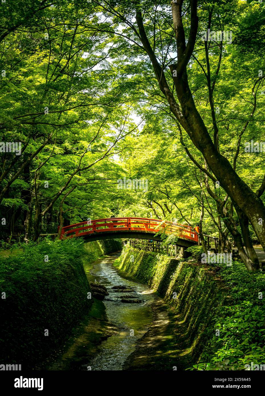 A traditional Japanese vermillion red bridge crossing a stream in a ...