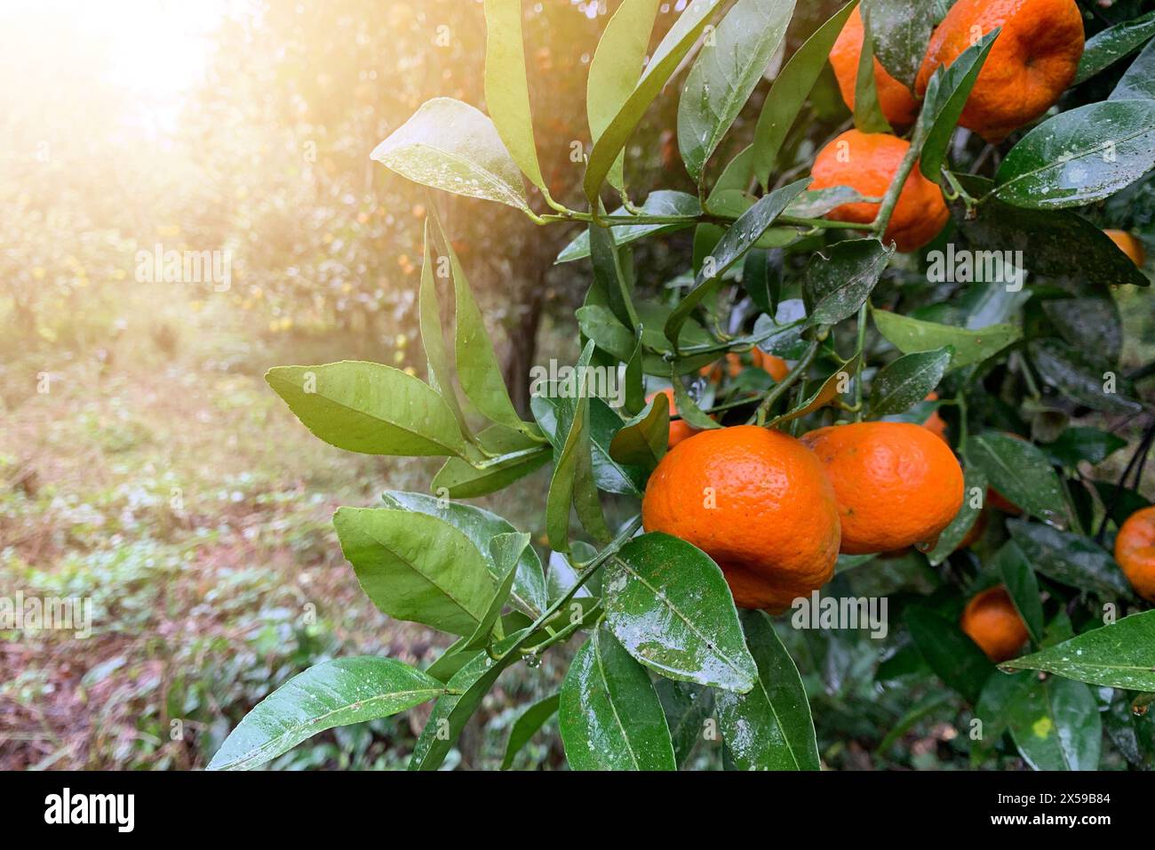 Sour orange tree hi-res stock photography and images - Alamy