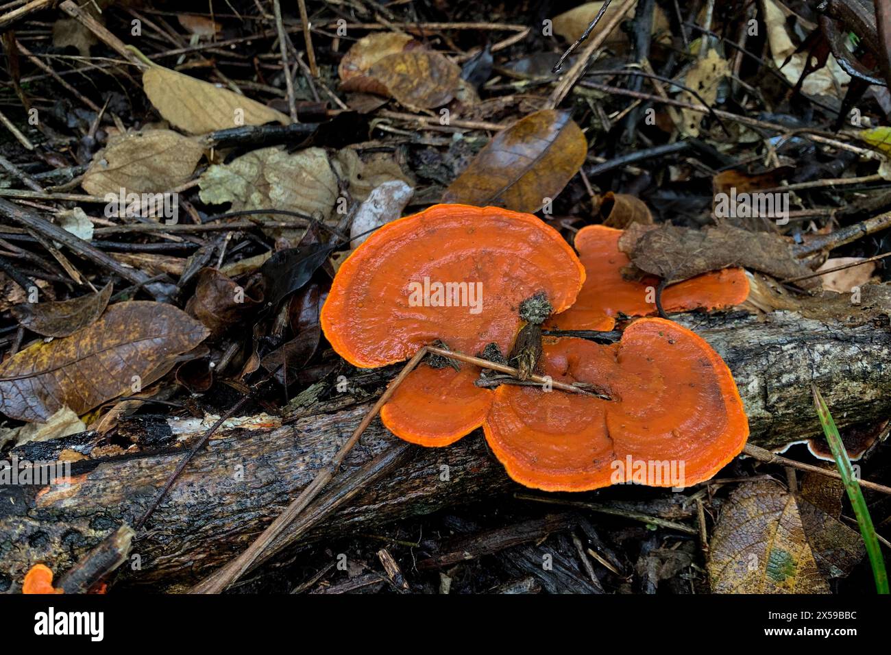 Orange fungus growing on the moist wood Stock Photo - Alamy