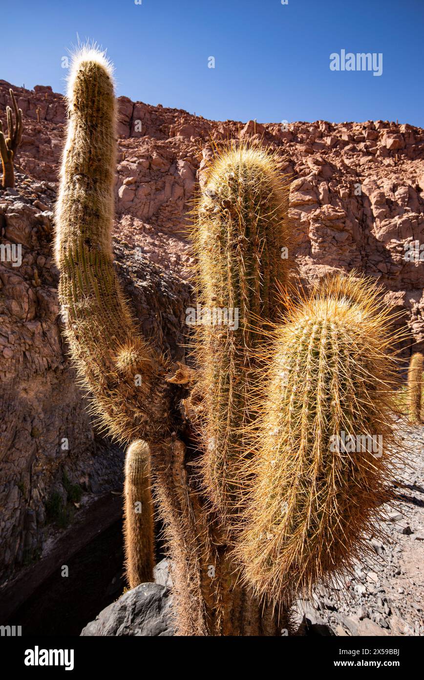 Cactus Gorge, Atacama Desert, San Pedro, Chile Stock Photo - Alamy