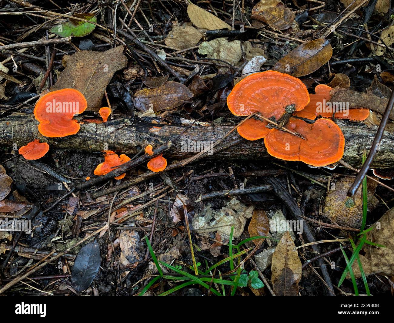 Orange fungus growing on the moist wood Stock Photo - Alamy