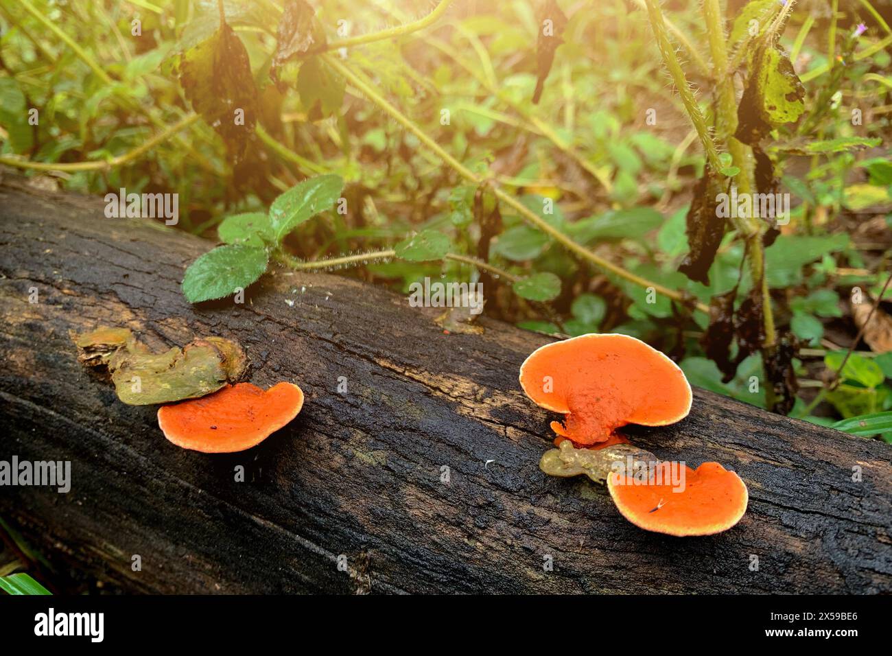 Orange fungus growing on the moist wood Stock Photo - Alamy