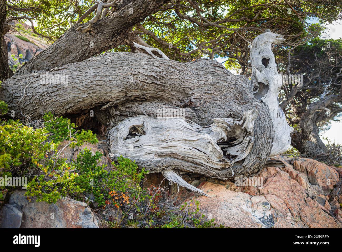 Tree trunk detail on a weathered tree in the Torres del Paine national ...