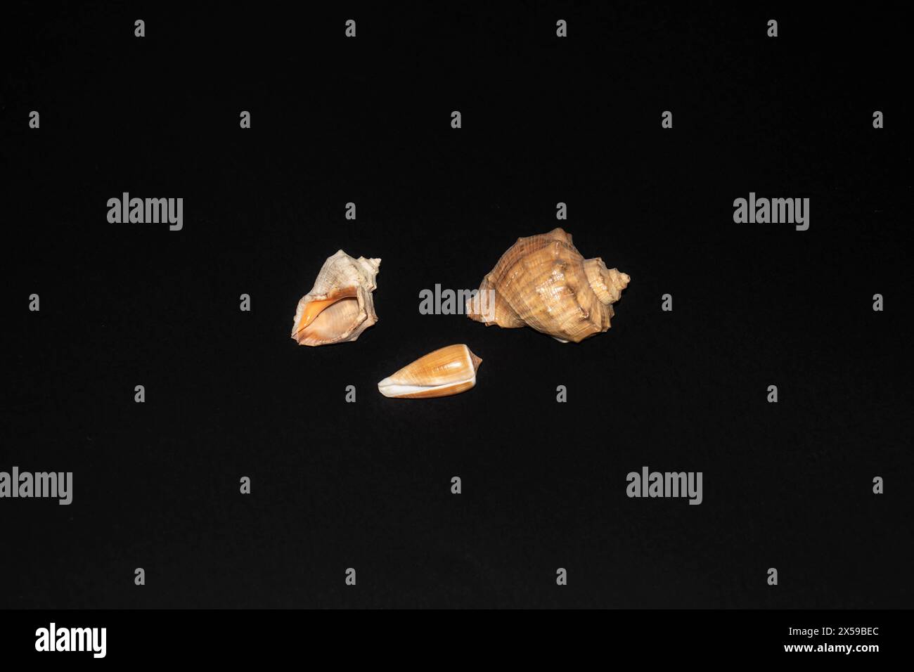 Natural sea shell on a black background. Mollusca, or soft-bodied ...