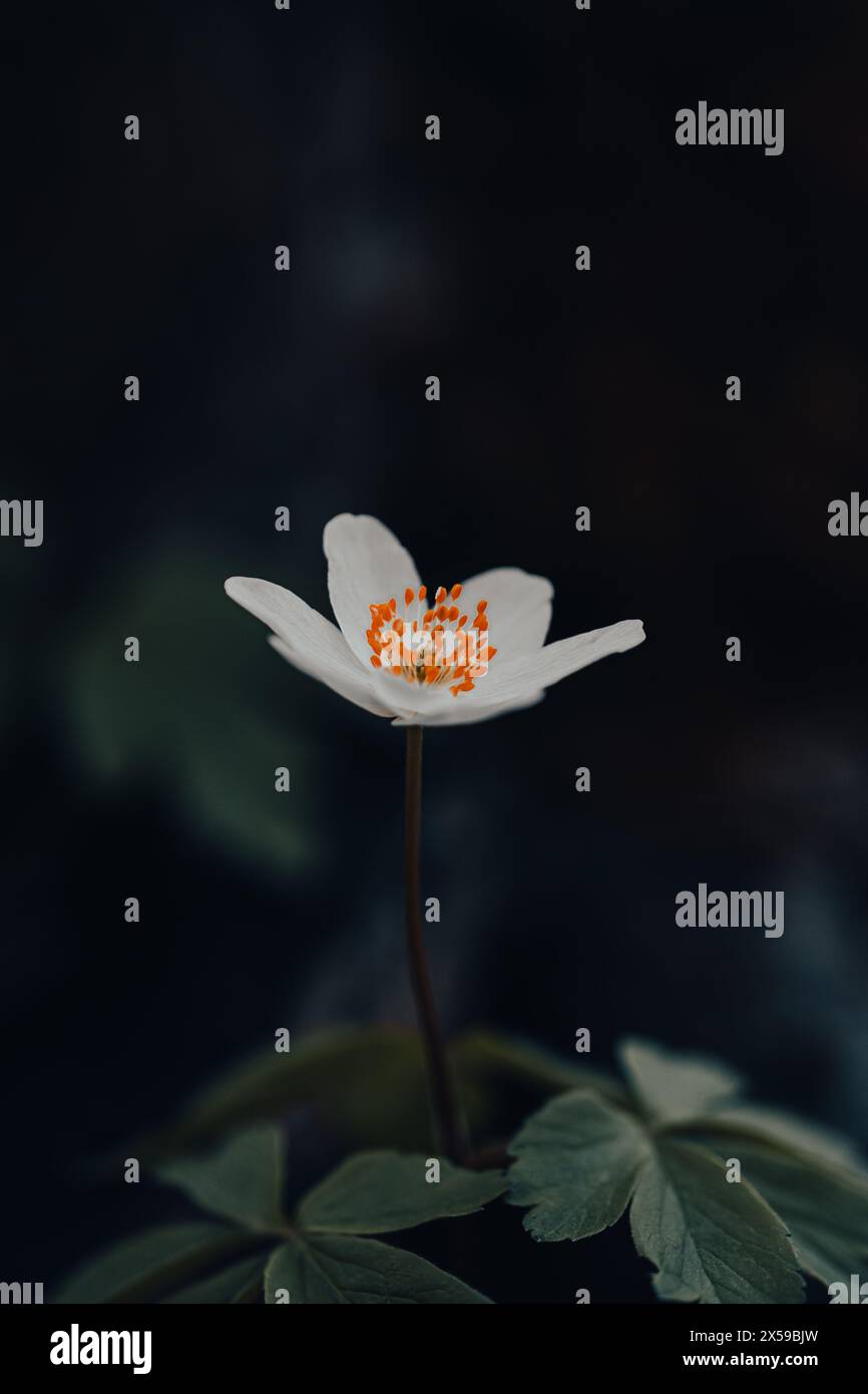 Moody Elegance: Macro Capture of a Wild Anemone Stock Photo - Alamy