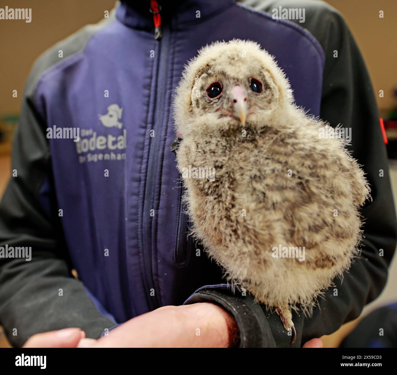 08 May 2024, Saxony-Anhalt, Thale: A young hawk owl sits on the arm of ...