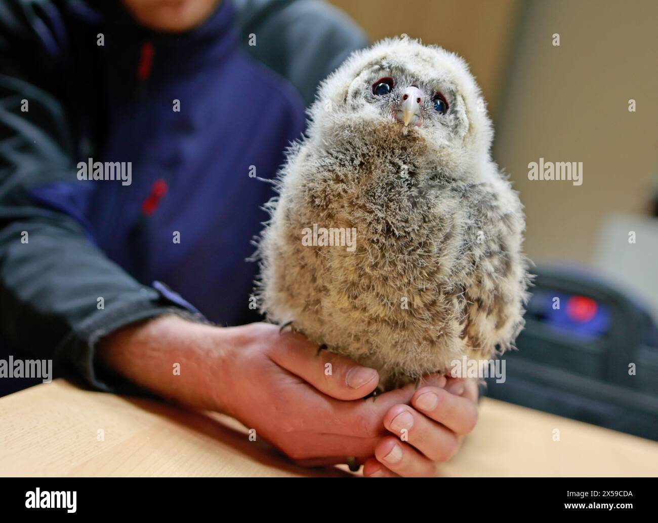 Owl times table hi-res stock photography and images - Alamy