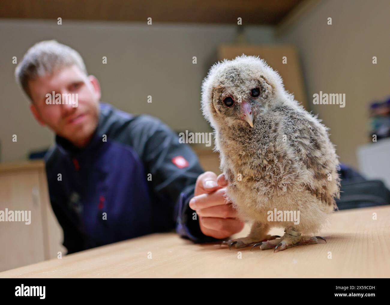 Owl times table hi-res stock photography and images - Alamy