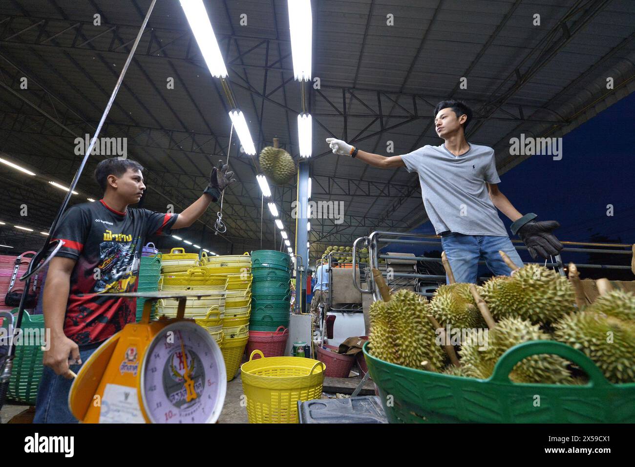 Chanthaburi, Thailand. 7th May, 2024. Workers transfer durians at a ...