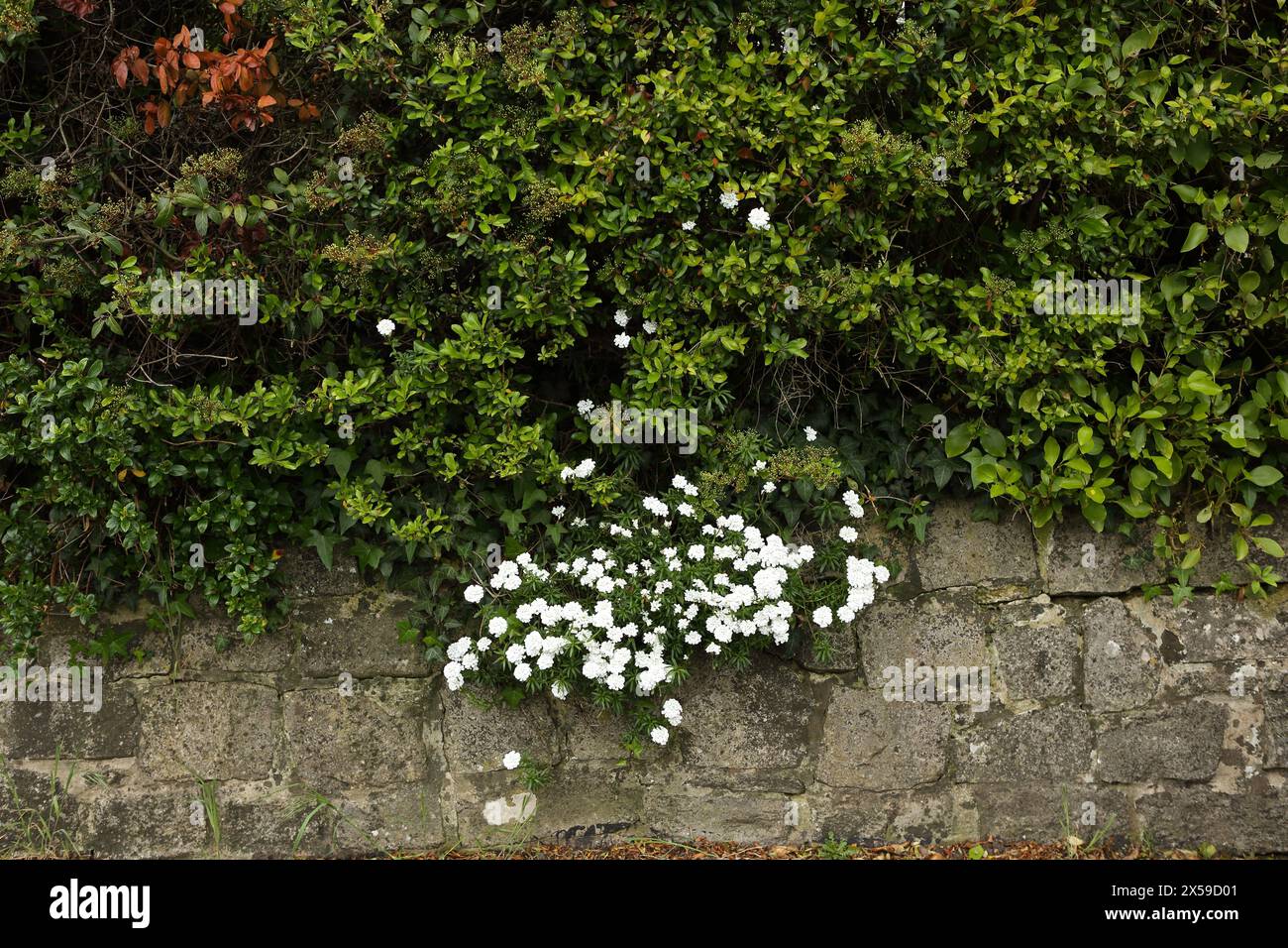 Hedge above stone wall with white flowers Stock Photo - Alamy