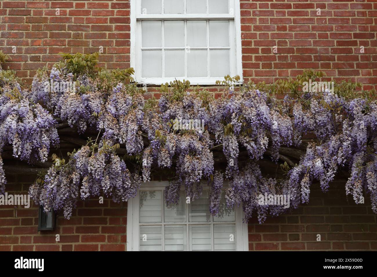Wisteria in flower against a brick wall of house with sash windows ...