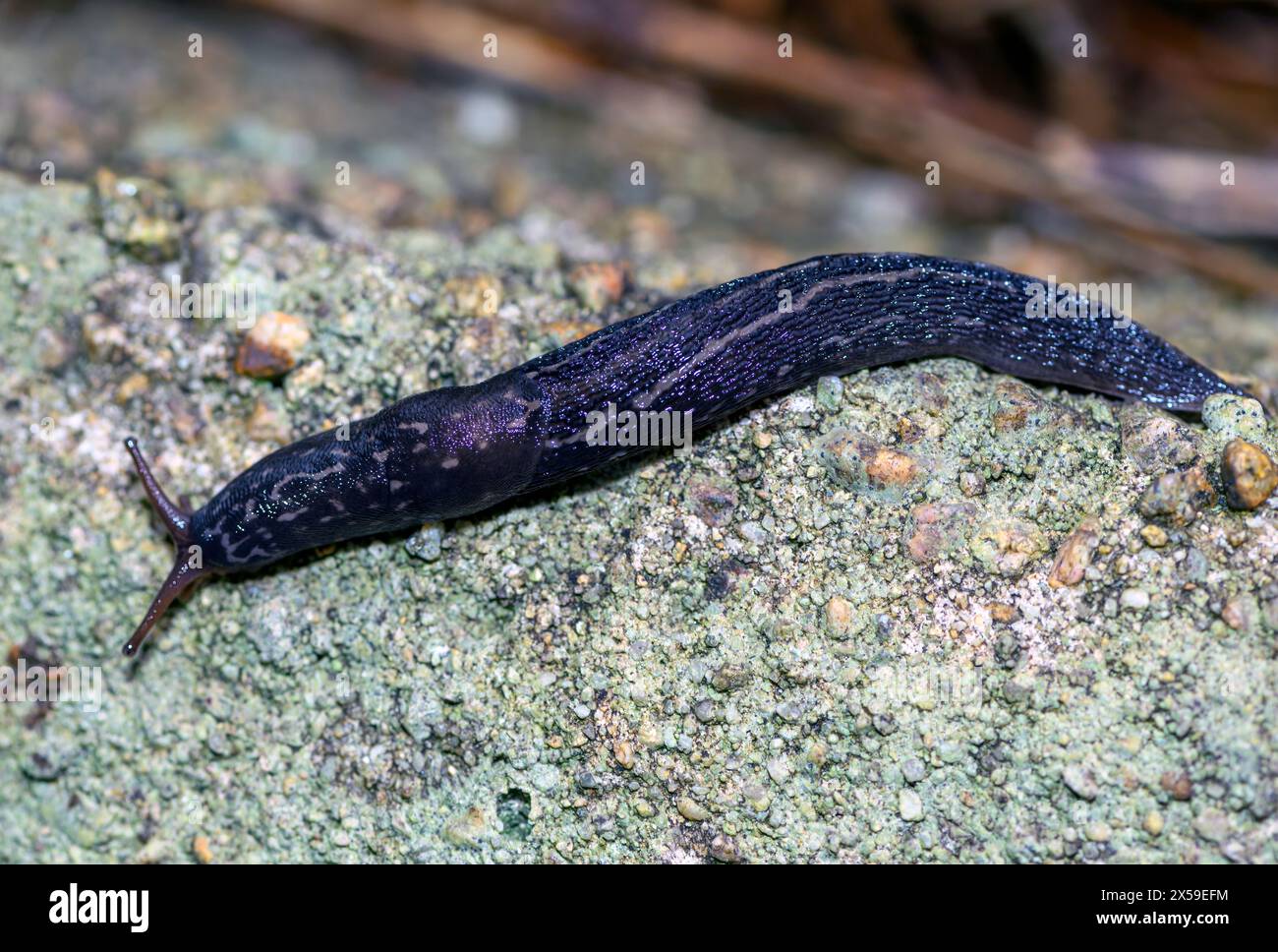 ash-black slug (Limax cinereoniger) from Hidra, south-western Norway in May Stock Photo - Alamy