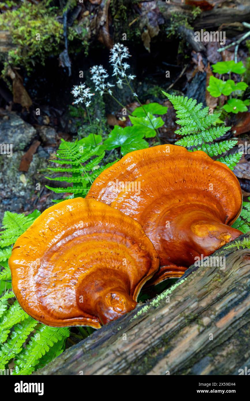 Reishi mushroom ganoderma tsugae hi-res stock photography and images ...