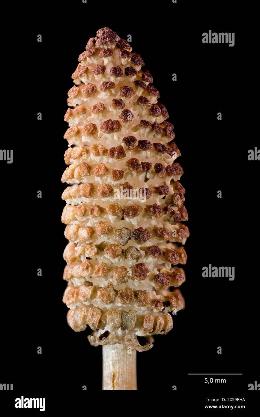 Cone (sporophyte) with spore castings (strobili) of wood horsetail ...