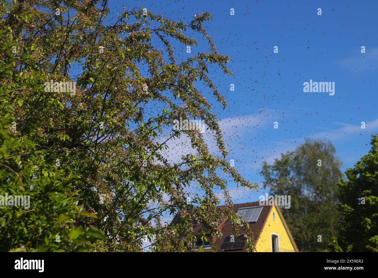 Swarming honey bees in town - way of reproduction, a single colony ...