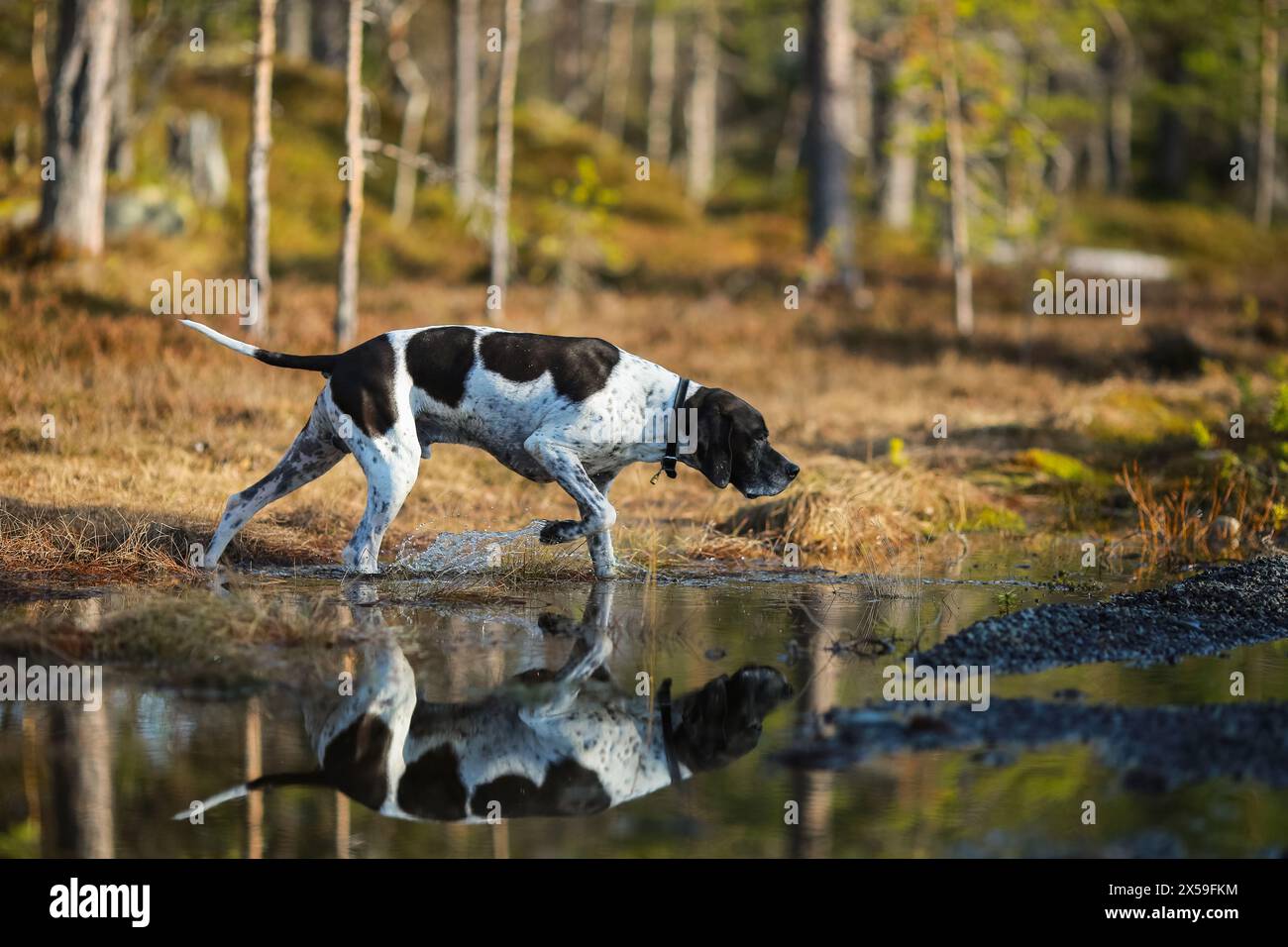 Dog english pointer hunting in the sunny forest Stock Photo - Alamy