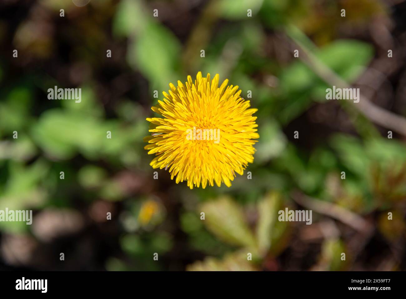 Close-up of blooming yellow flower of dandelion Taraxacum officinale on ...