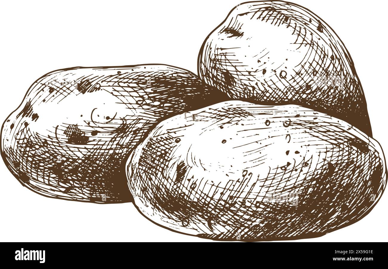 White potatoes in brown skins, a pile of whole tubers. Graphic ...