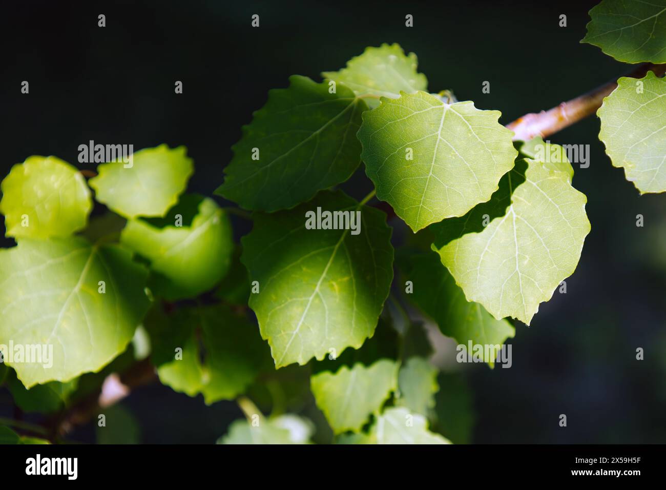 Spring and new life concept. Branch with young leaves of Populus ...
