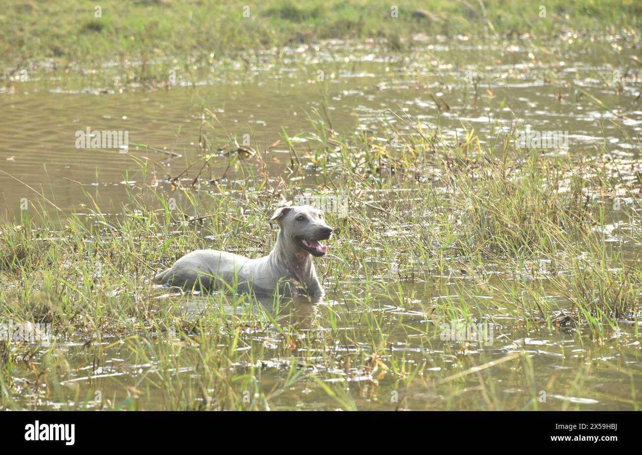 dog soaking in water for cool off at Klong bot water reservoir lake in ...