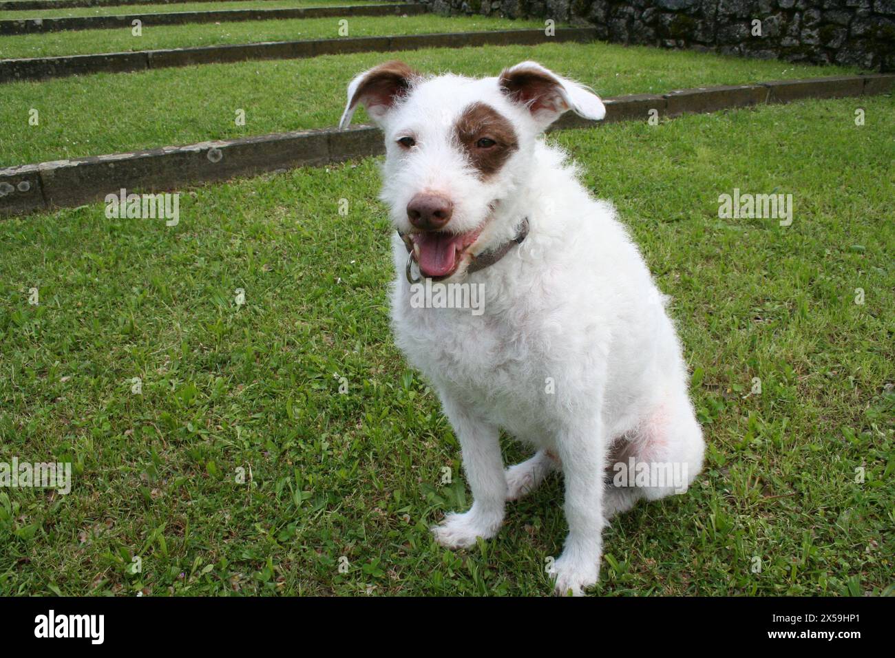 white dog, adopted from a shelter, pet therapy Stock Photo - Alamy