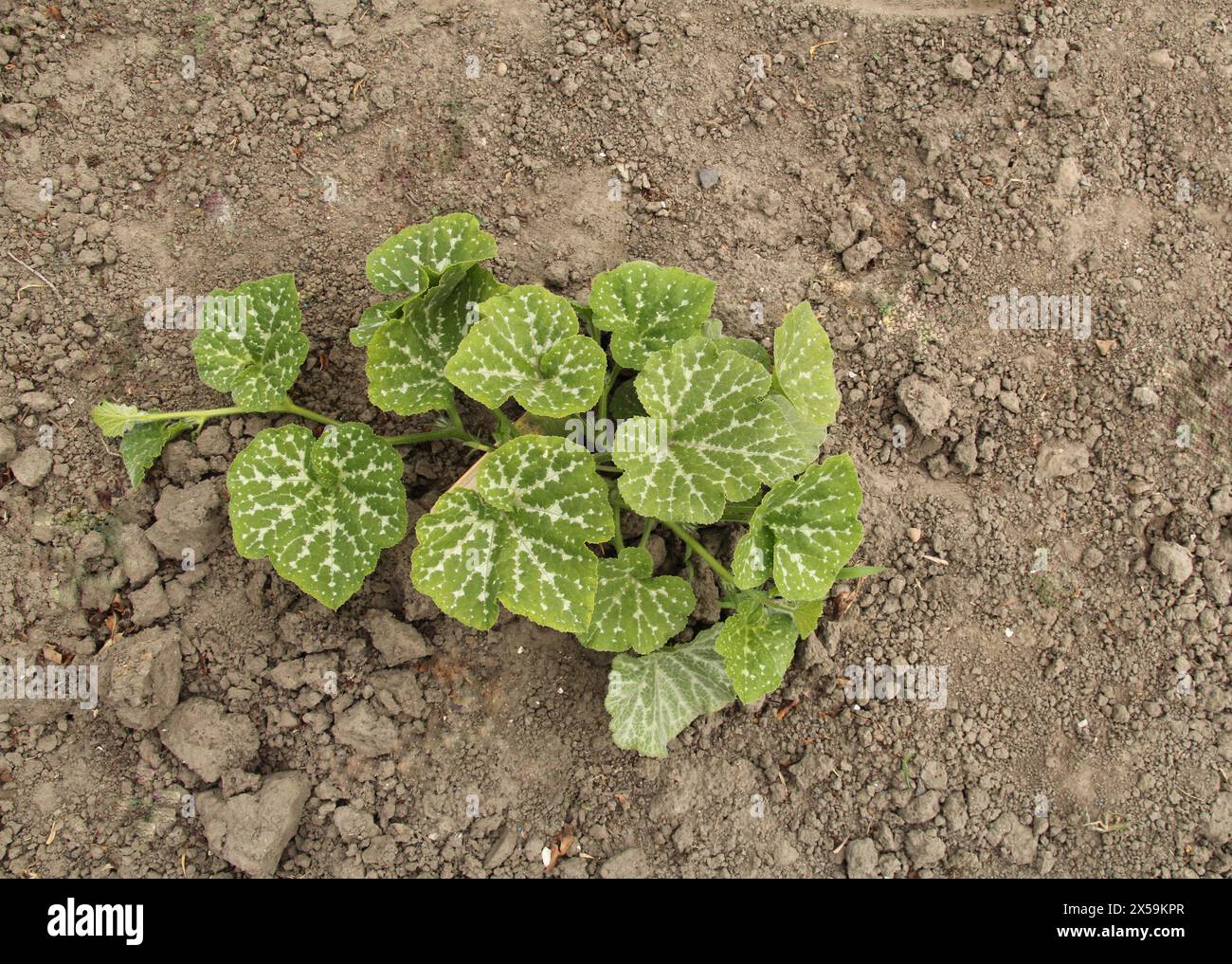 top view at a growing beautiful butternut squash plant with green ...