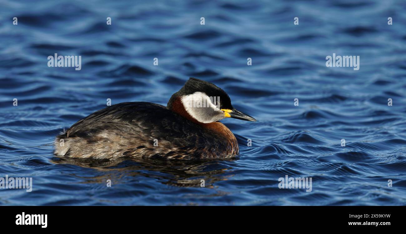 Red-necked grebe swimming in blue water Stock Photo - Alamy