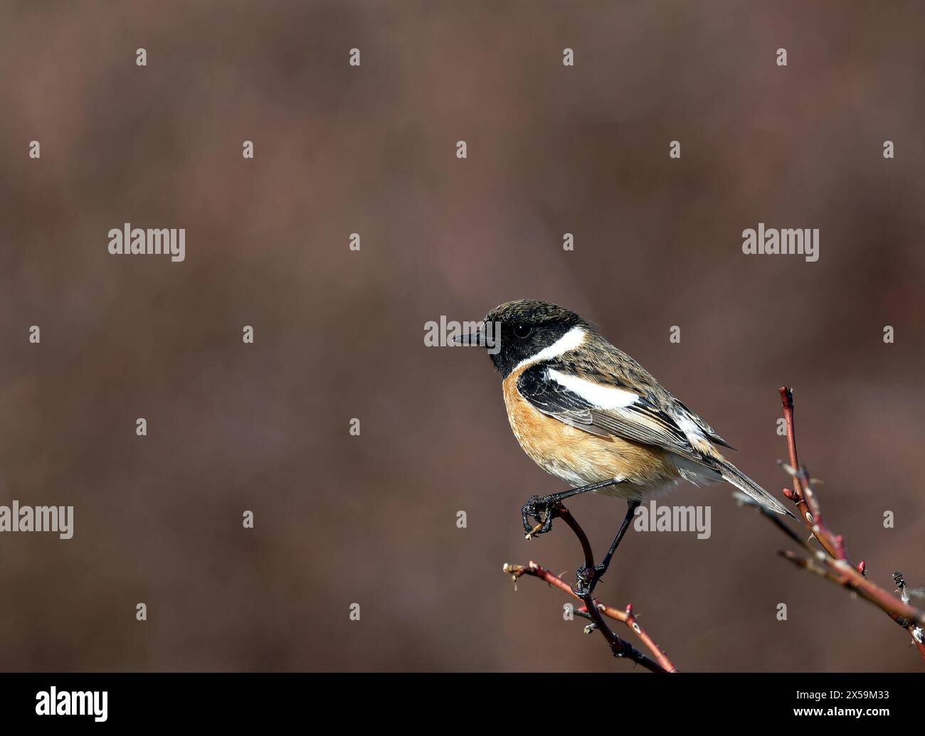 European stonechat male in breeding plumage Stock Photo - Alamy