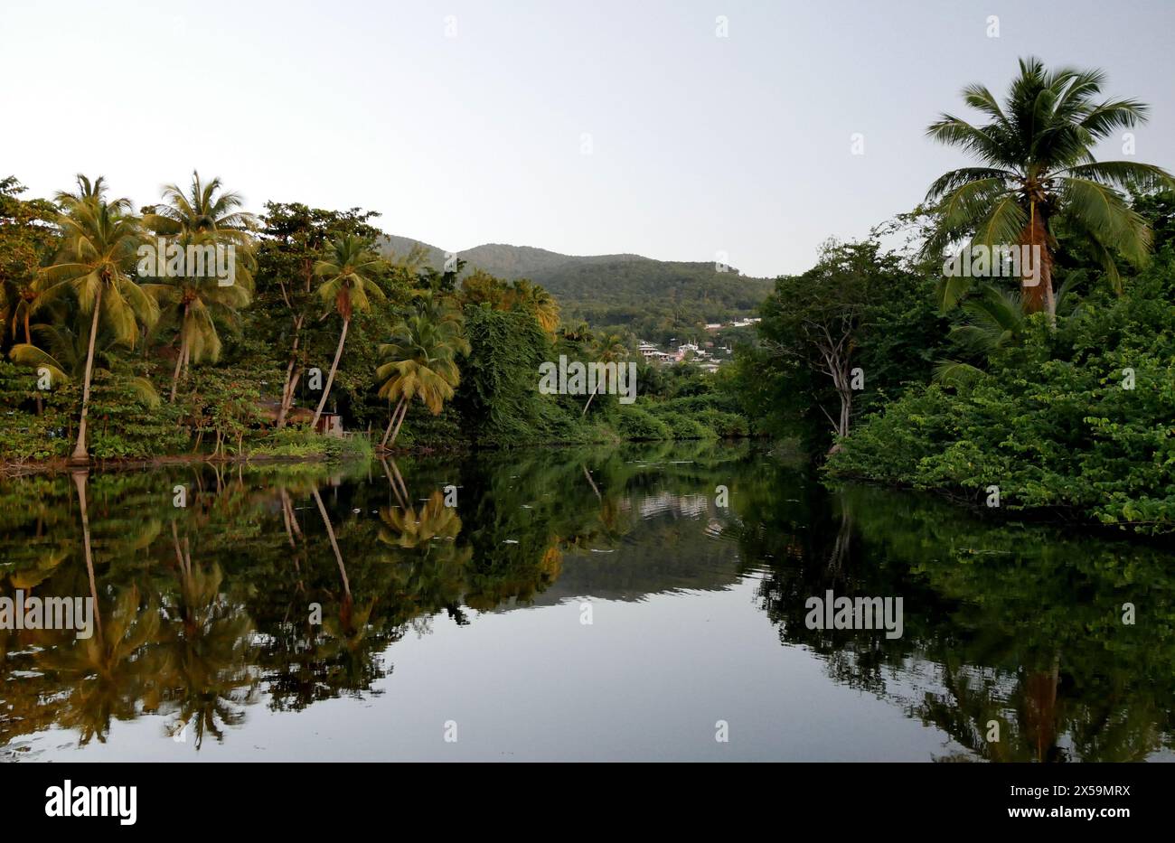Mangrove in Deshaies, guadeloupe, with mirror effect on water in sunset ...