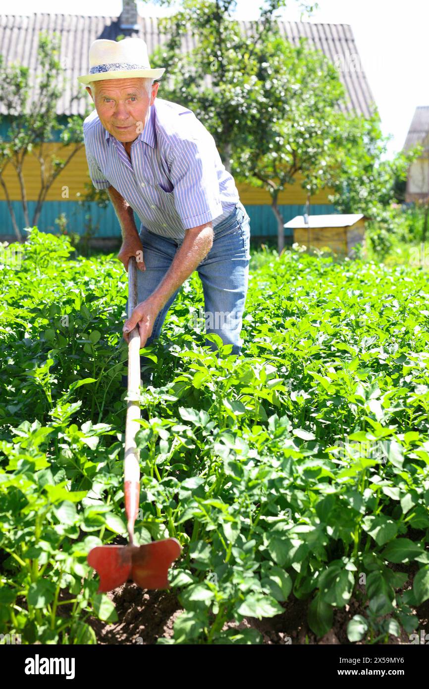 Mature man weeds with a hoe the garden bed Stock Photo - Alamy