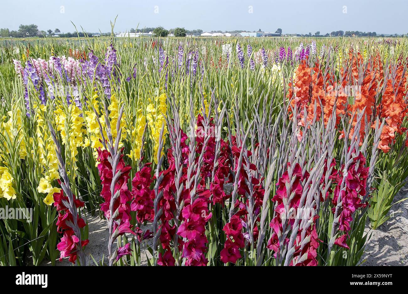 Gladiolus, flower field. Haarlem. Netherlands Stock Photo - Alamy