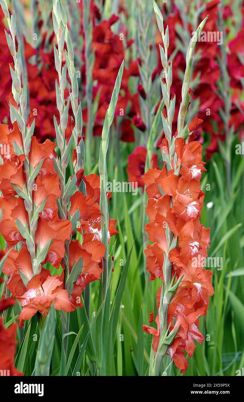 Gladiolus, flower field. Haarlem. Netherlands Stock Photo - Alamy