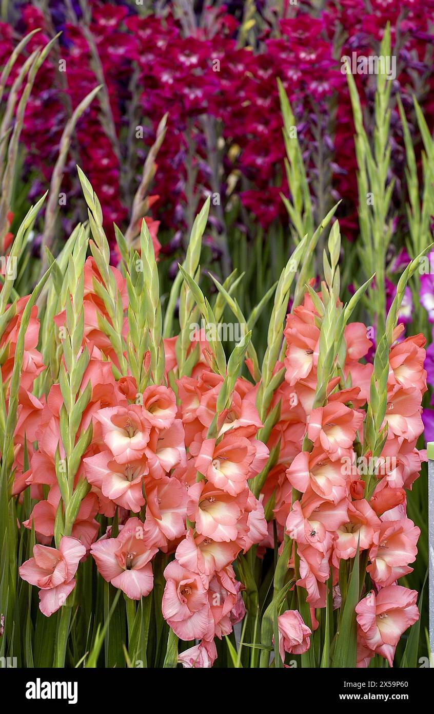 Gladiolus, flower field. Haarlem. Netherlands Stock Photo - Alamy