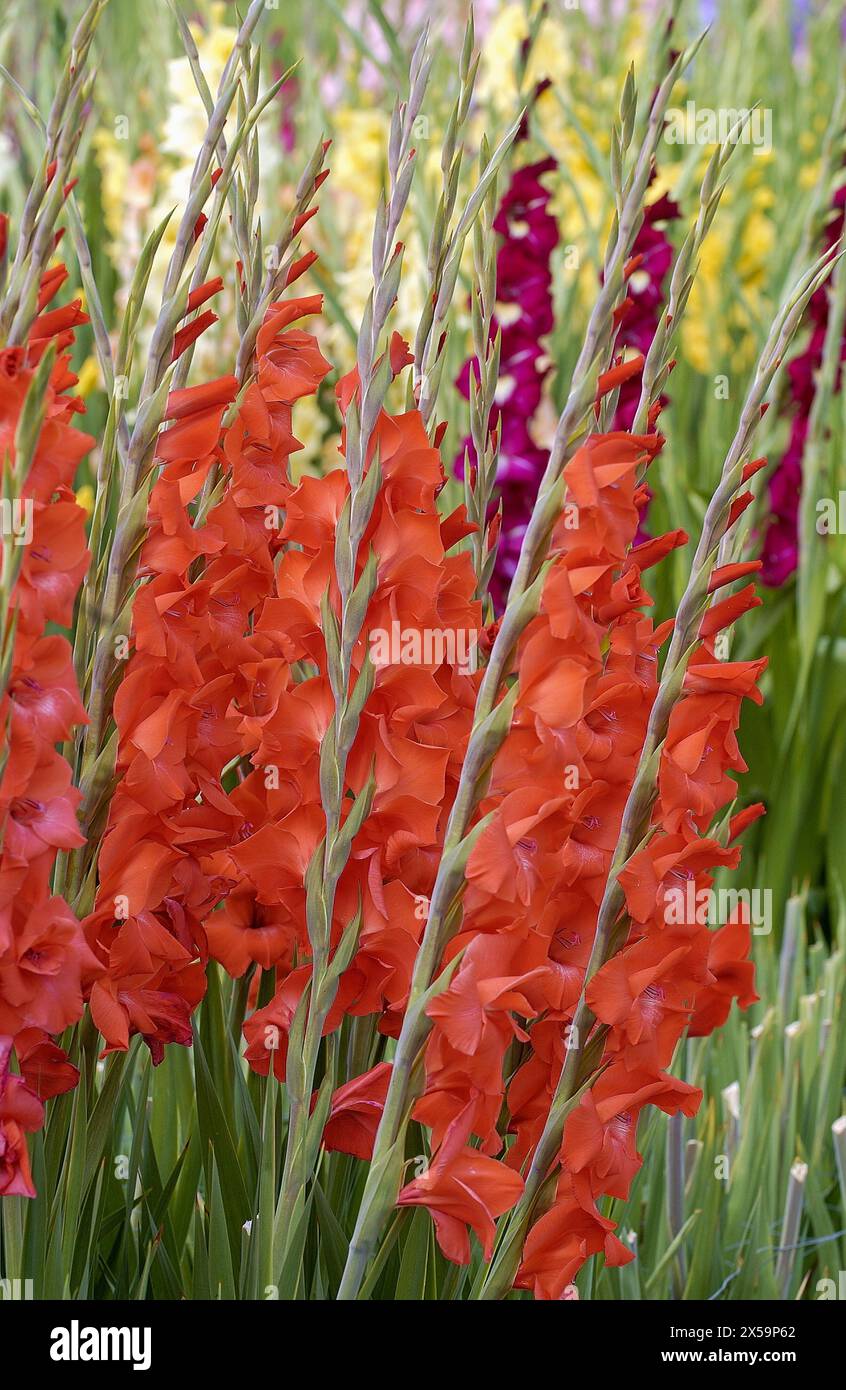 Gladiolus, flower field. Haarlem. Netherlands Stock Photo - Alamy