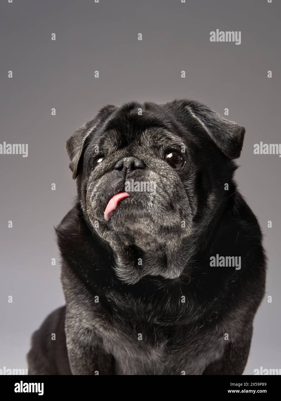 A black pug dog with a whimsical expression, tongue peeking out Stock ...