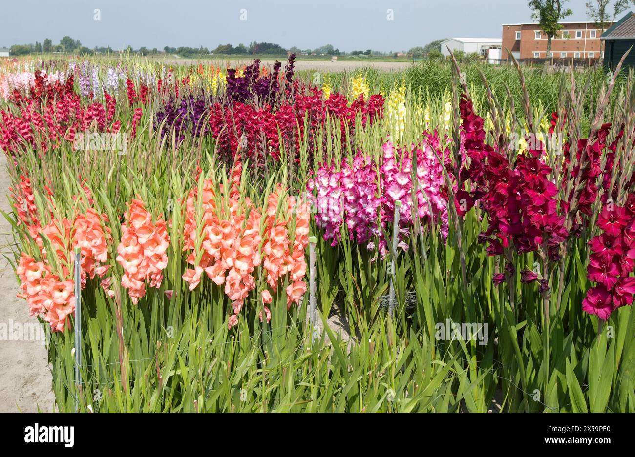 Gladiolus, flower field. Haarlem. Netherlands Stock Photo - Alamy