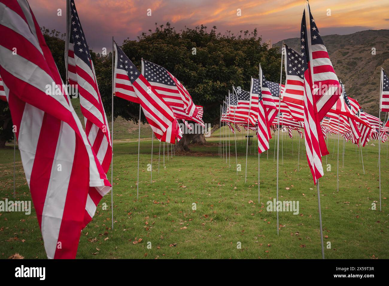 American flags in scenic California field, sunset atmosphere Stock ...