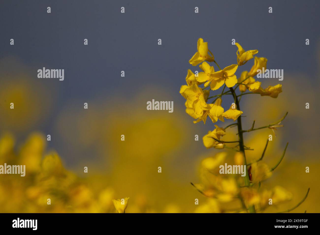 Rapeseed blossom in the field at dawn Stock Photo - Alamy